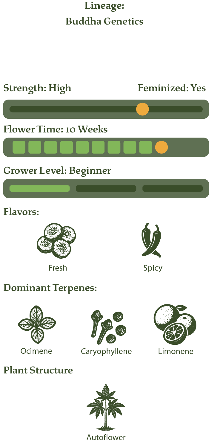 Auto Magnum - Three-Way Hybrid - BigMikes Genetics